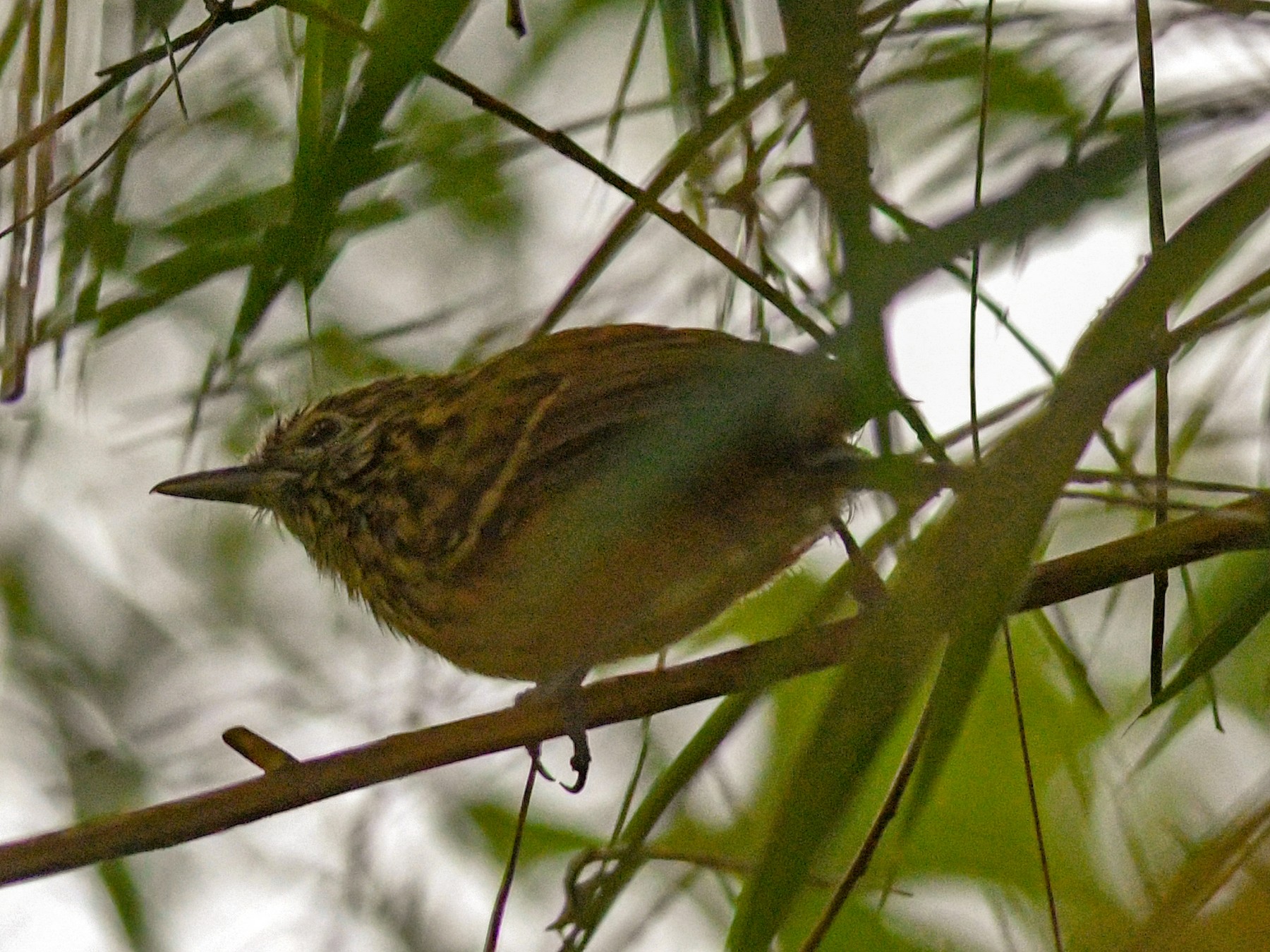 Tiluchí de Santander - eBird