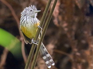 Santa Marta Antbird - eBird