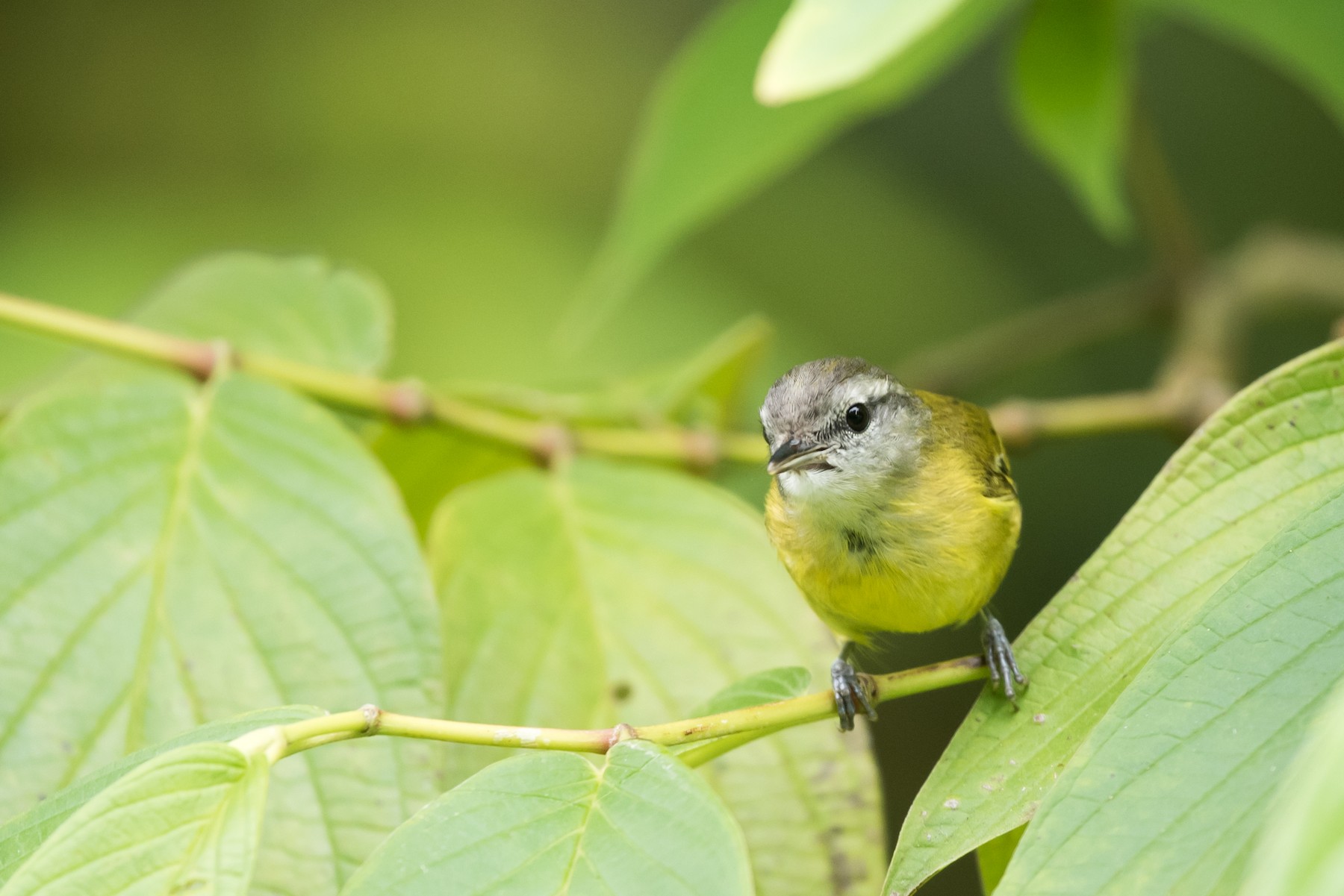 Island Leaf Warbler (Seram) - eBird