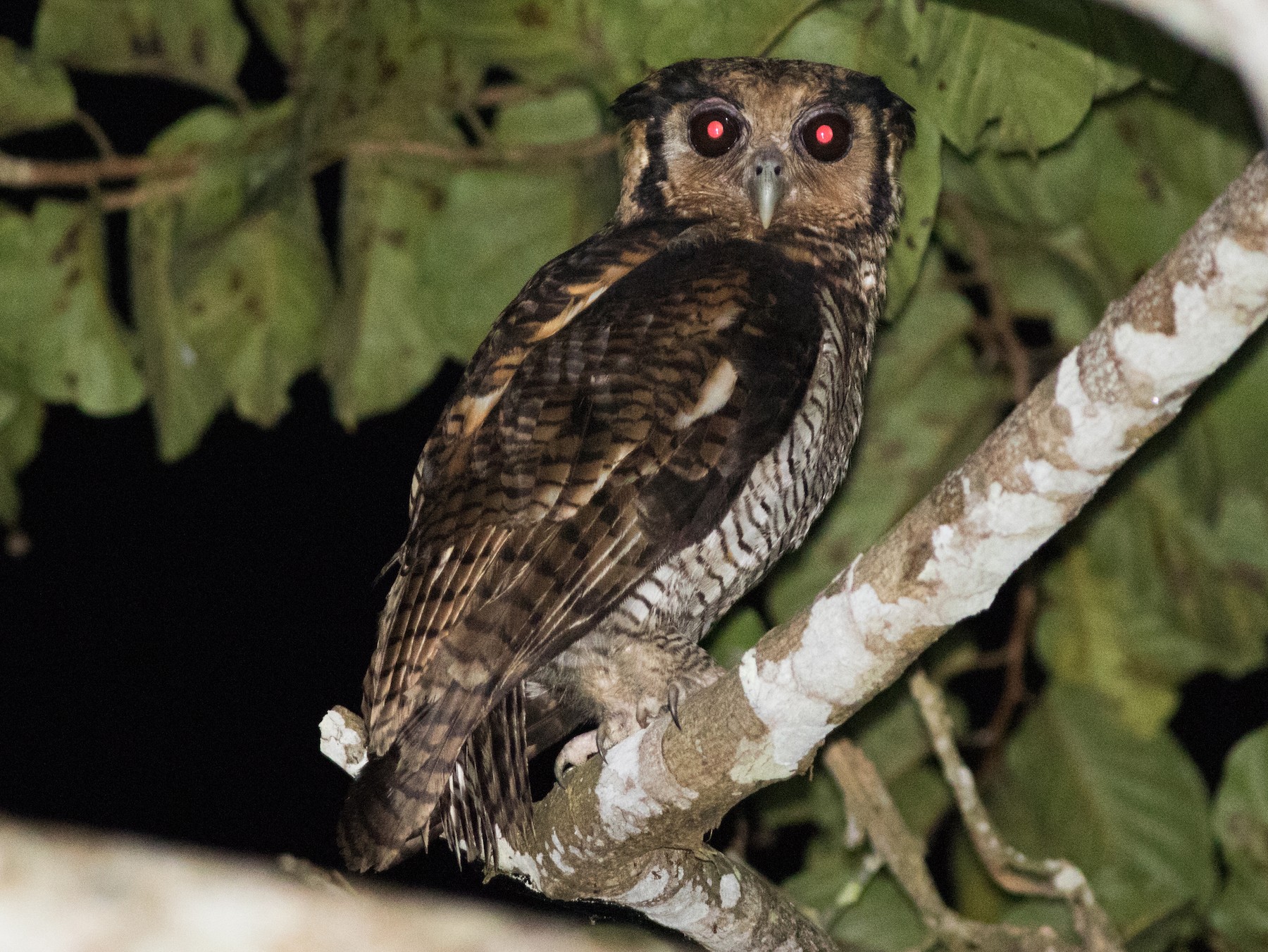 Fraser's Eagle-Owl - eBird