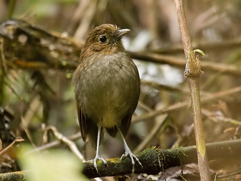 Urrao Antpitta - eBird