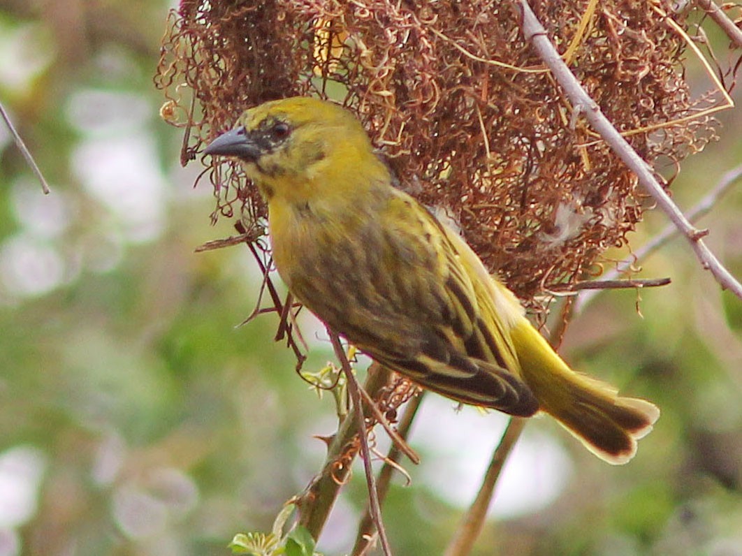 Little Weaver - eBird