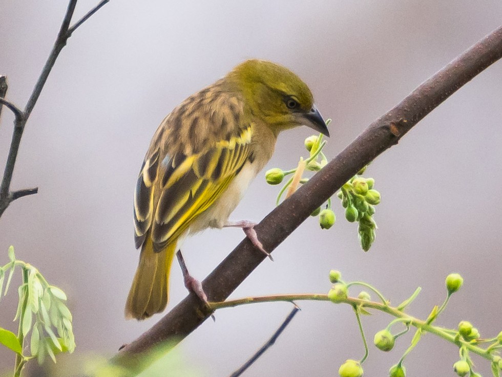 Little Weaver - eBird