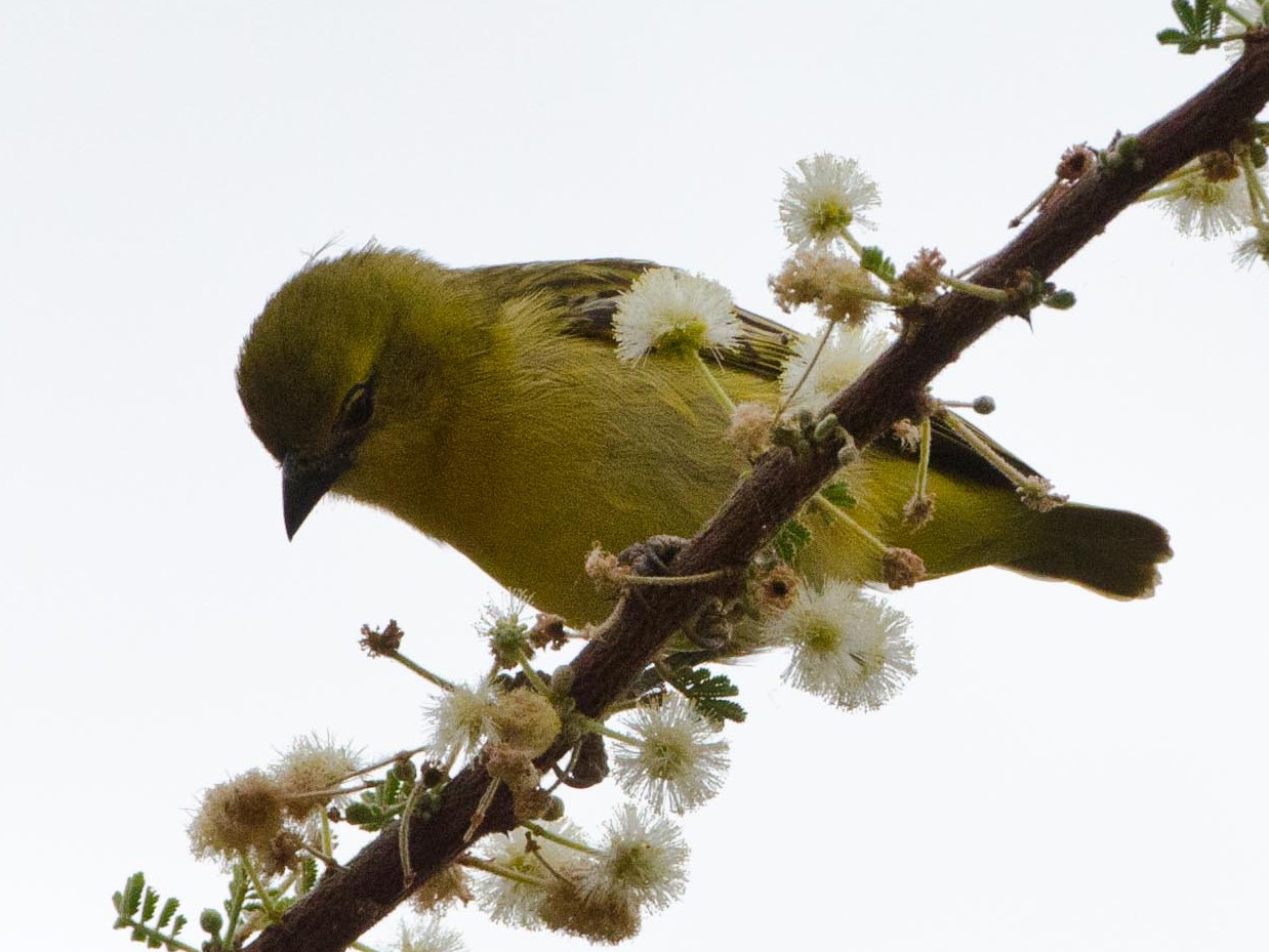 Little Weaver - eBird