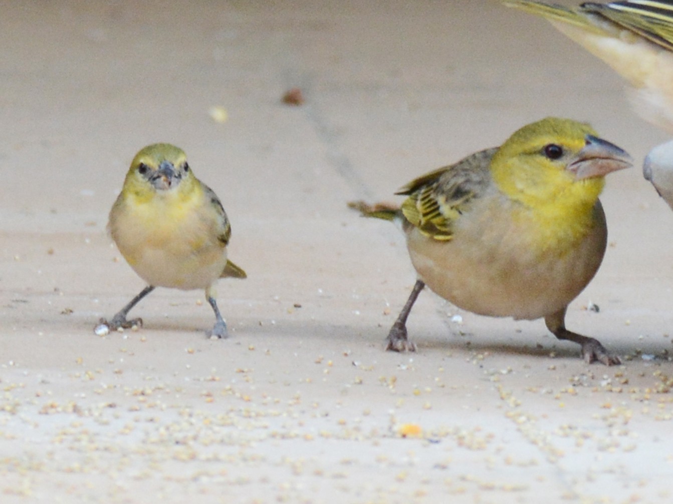 Little Weaver - eBird