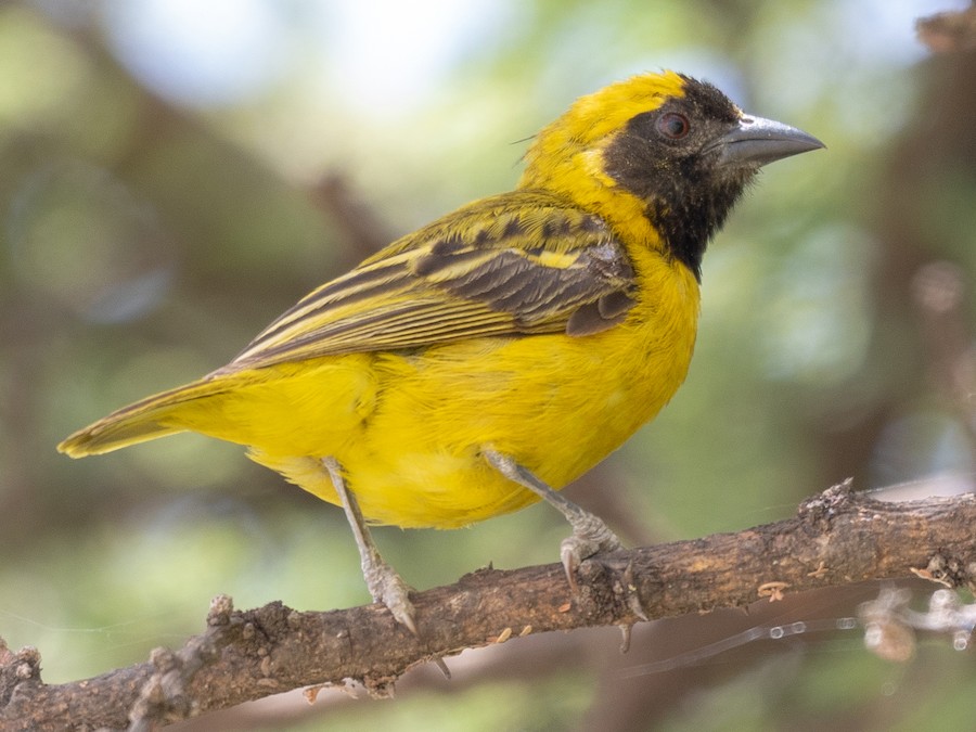Little Weaver - eBird