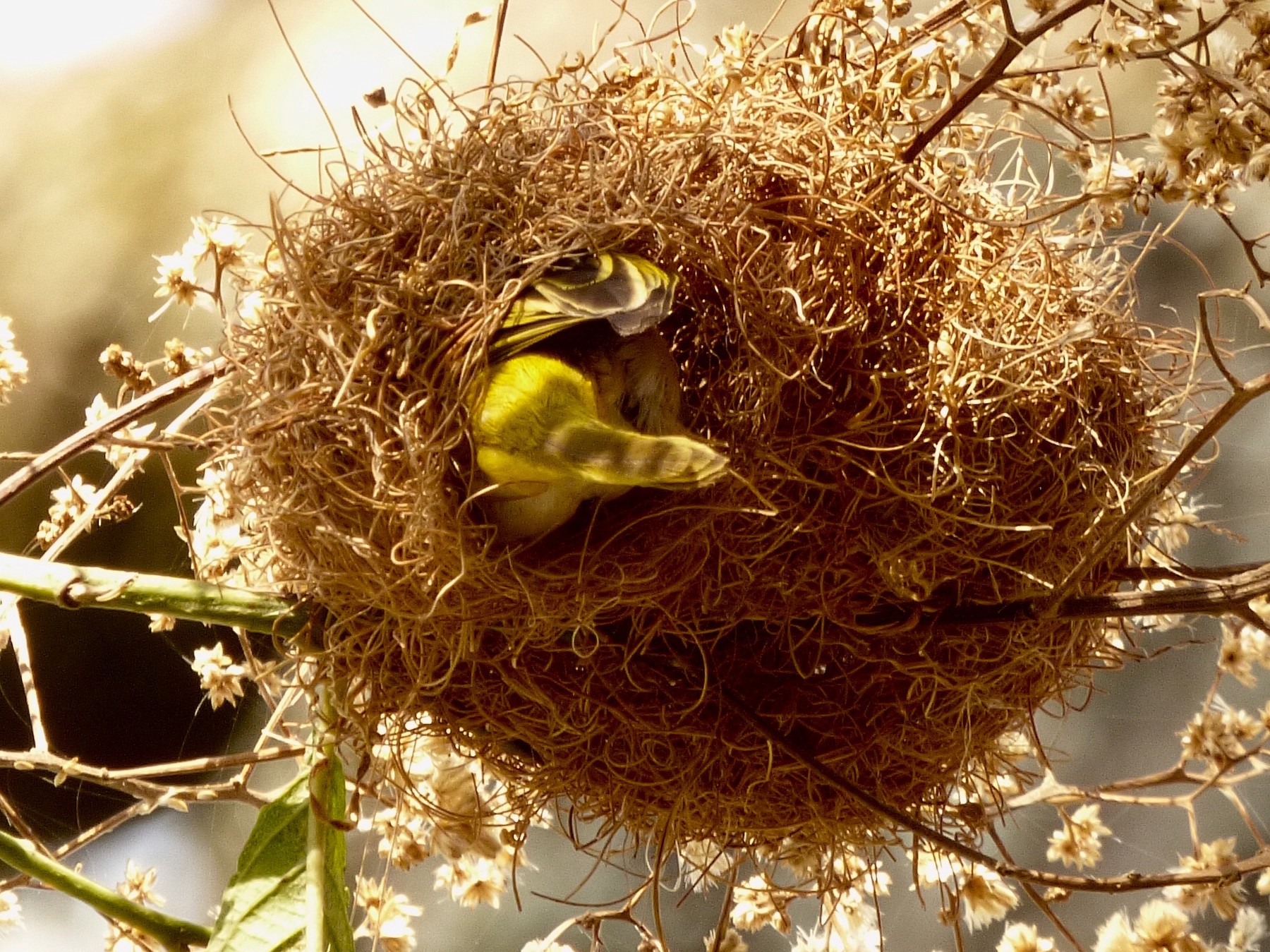 Little Weaver - eBird