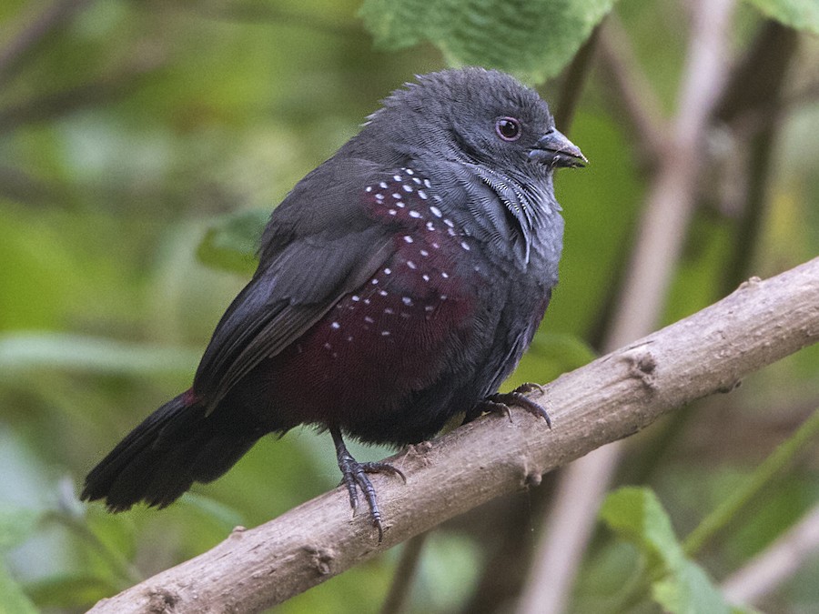 Dusky Twinspot - eBird