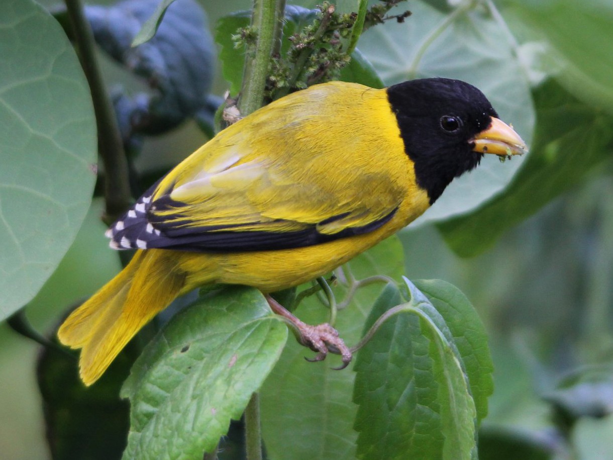 Oriole Finch - eBird