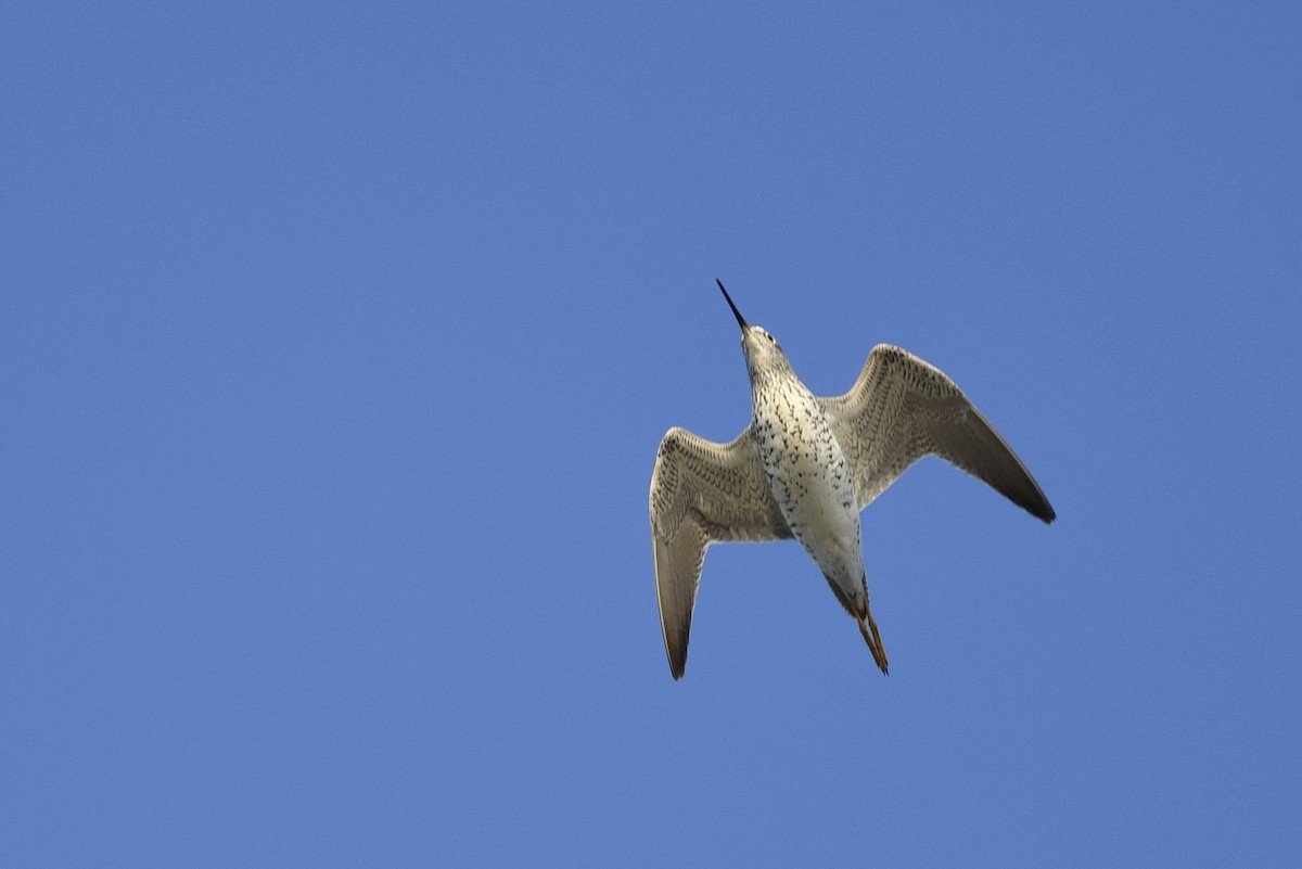 Maryland-DC Breeding Bird Atlas Checklist - 13 May 2020 - Hog Island ...