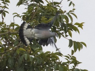 Afep Pigeon - eBird