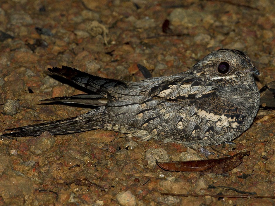 Fiery-necked Nightjar (Black-shouldered) - eBird