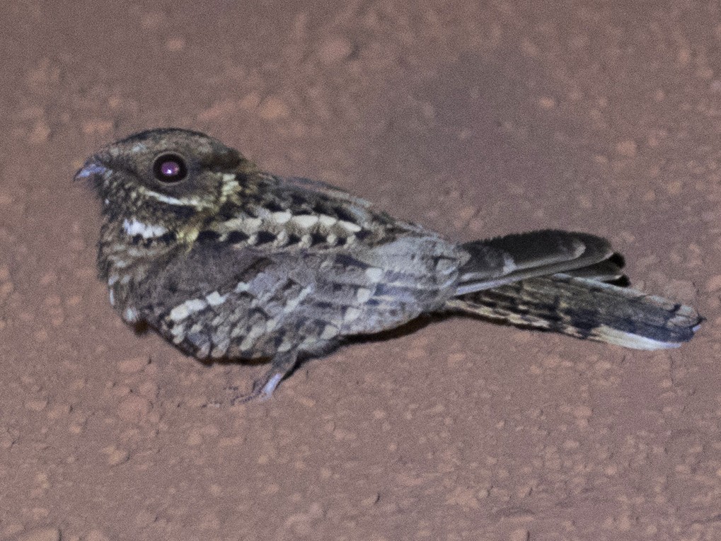 Fiery-necked Nightjar (Black-shouldered) - eBird