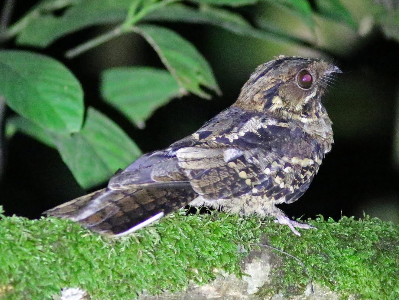 Fiery-necked Nightjar (Black-shouldered) - eBird
