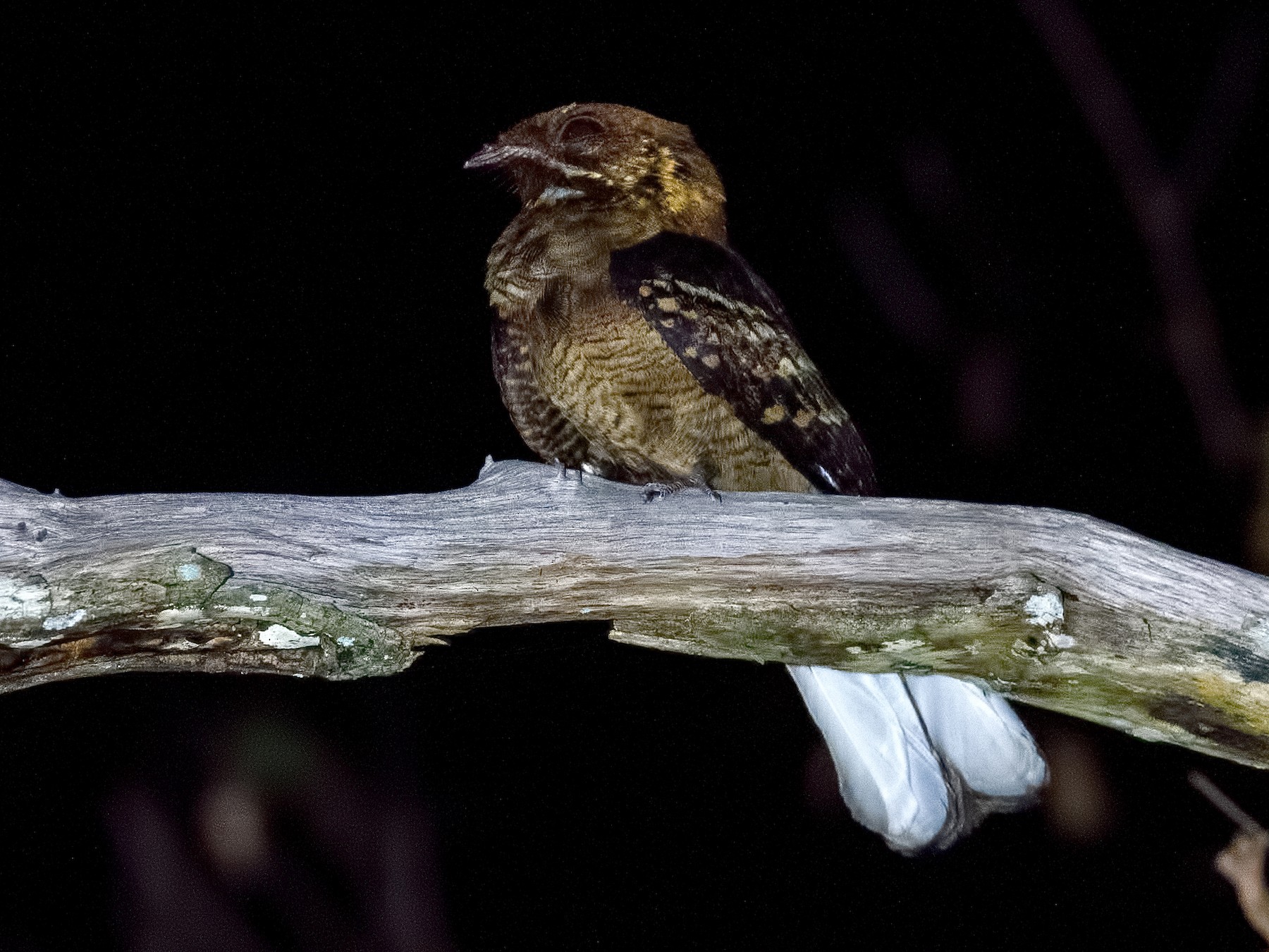 Fiery-necked Nightjar - eBird