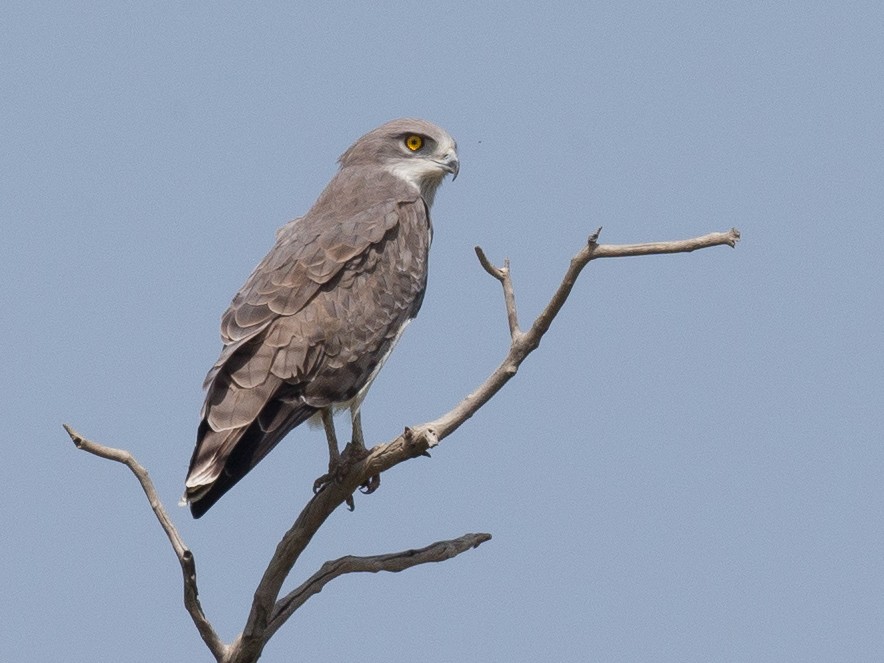 Beaudouin's Snake-Eagle - eBird