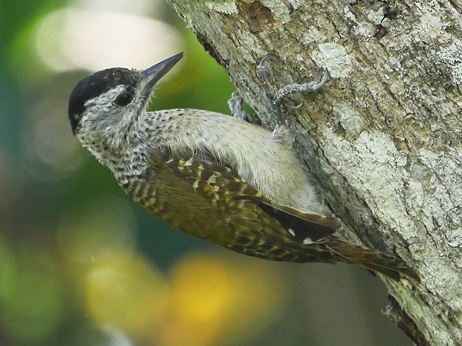 Pito cuellipinto - eBird