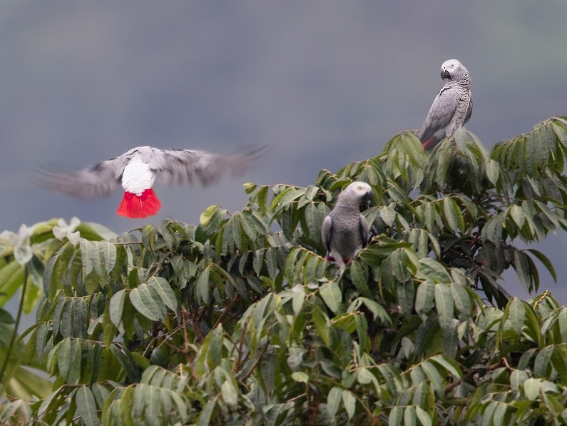 Gray Parrot - eBird
