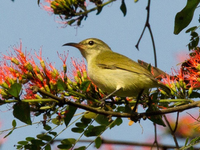 Little Green Sunbird - eBird