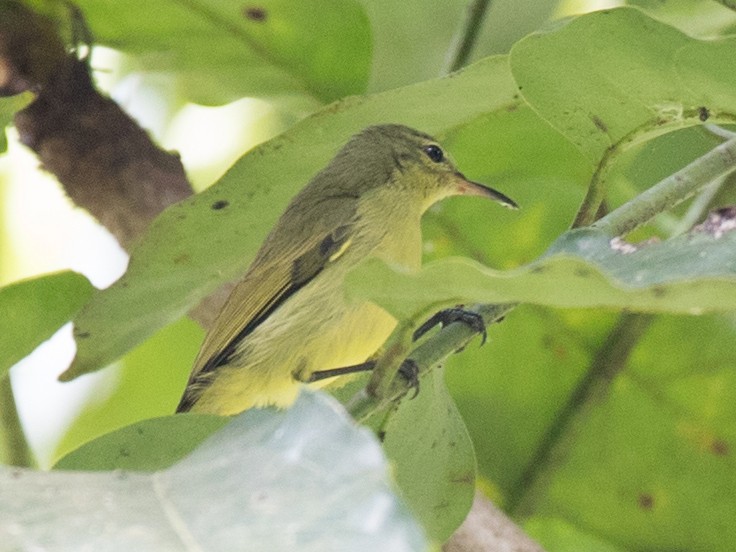 Little Green Sunbird - eBird