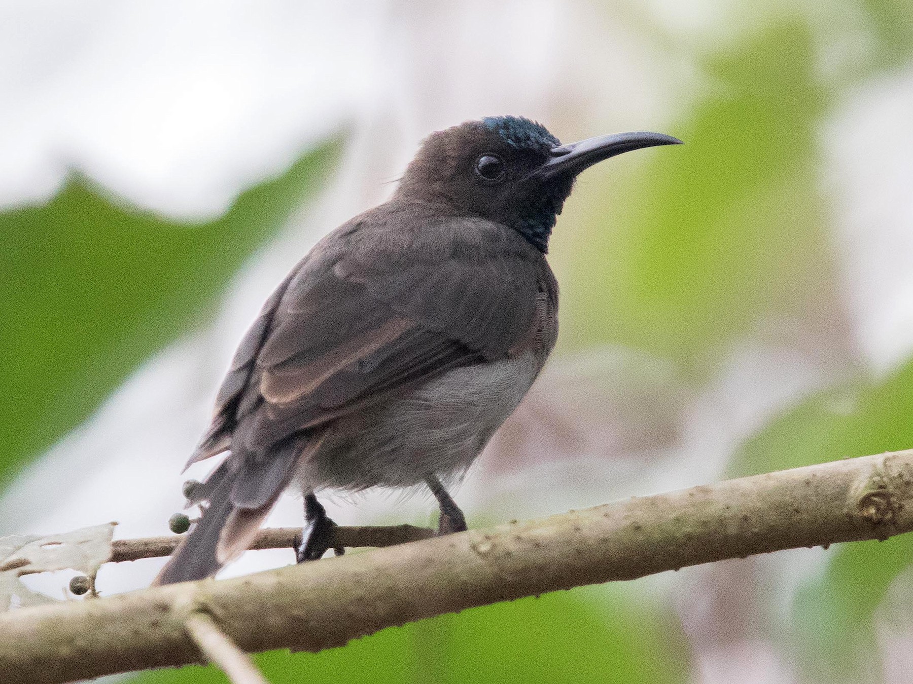 Blue-throated Brown Sunbird - eBird
