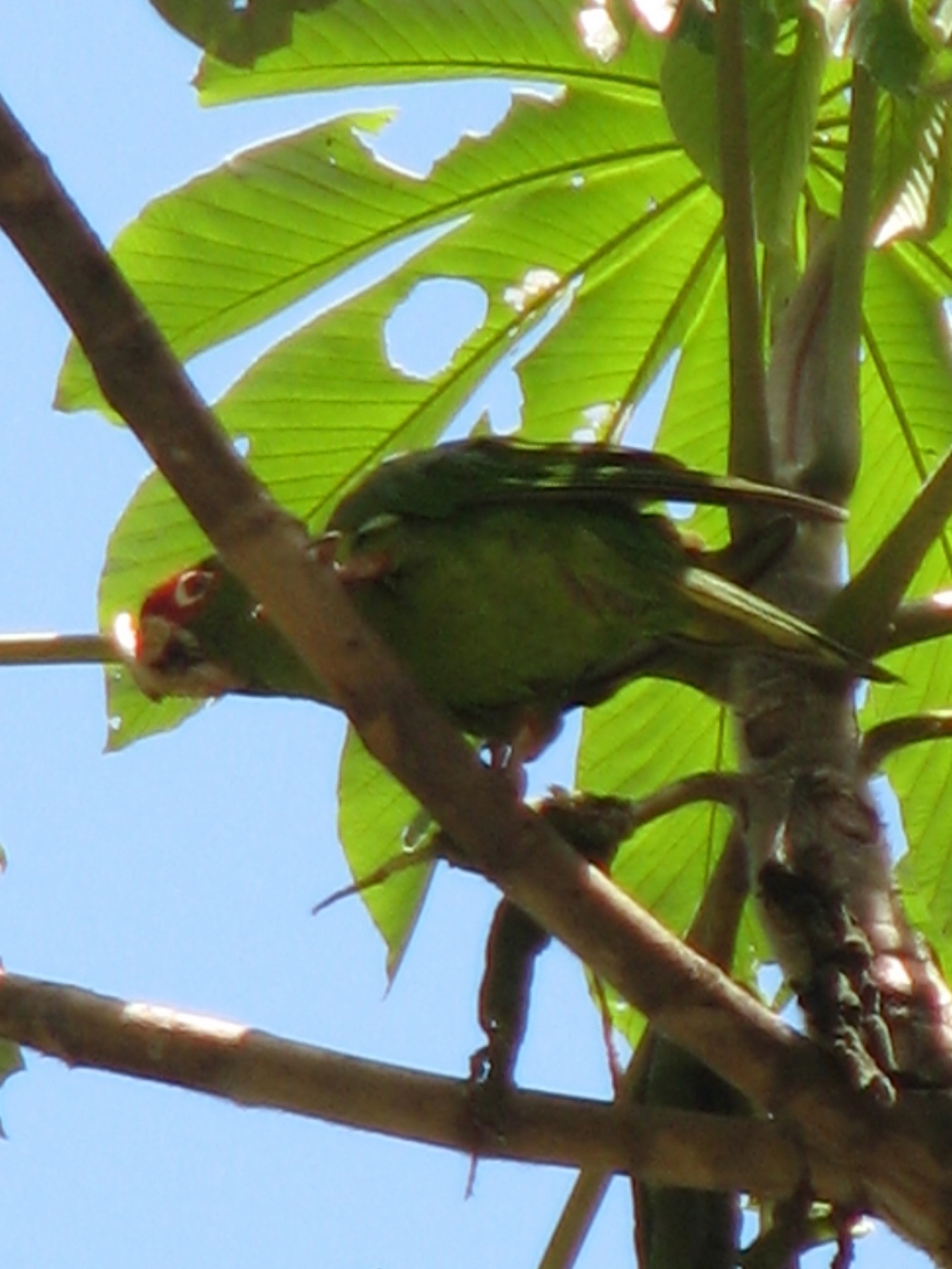 Identification Birds Of Spain Images