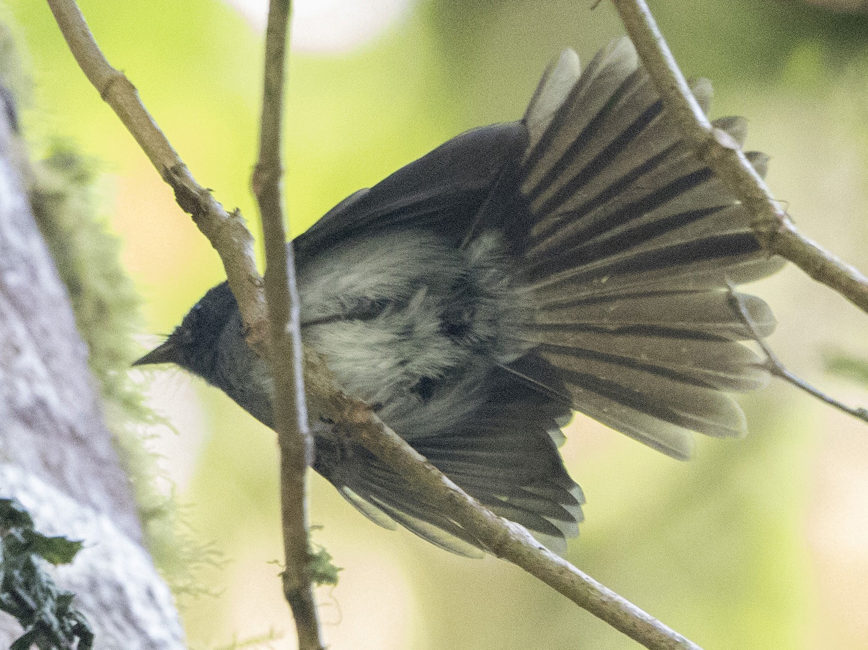 White-bellied Crested Flycatcher - eBird
