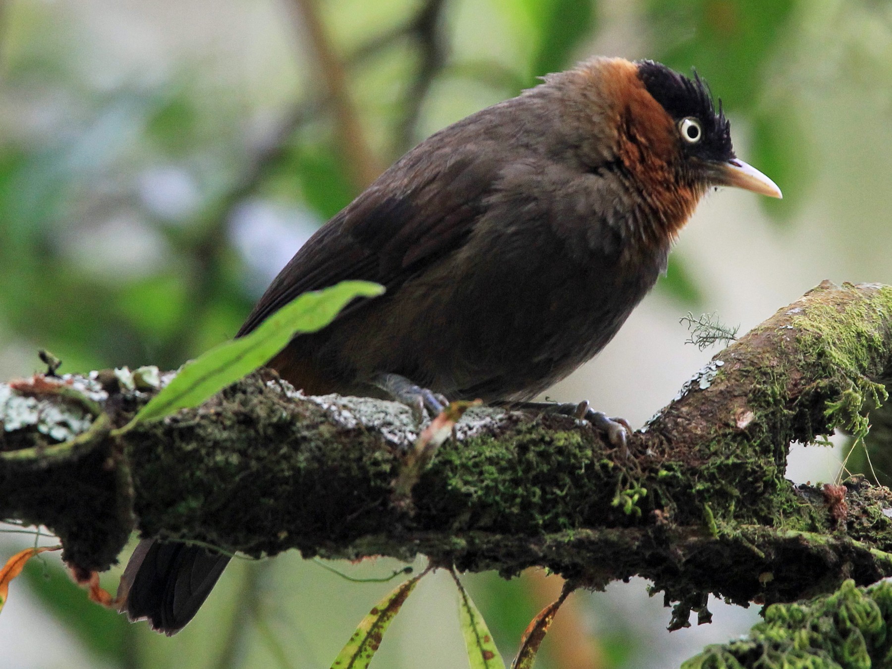 Red-collared Mountain-Babbler - eBird