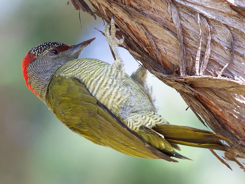 Fine-banded Woodpecker - eBird
