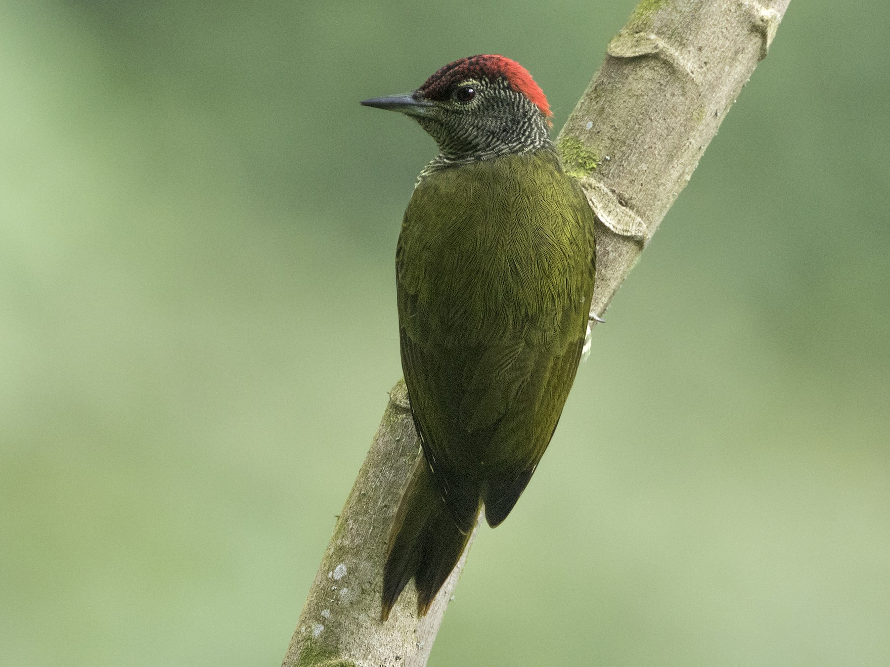 Fine-banded Woodpecker - eBird