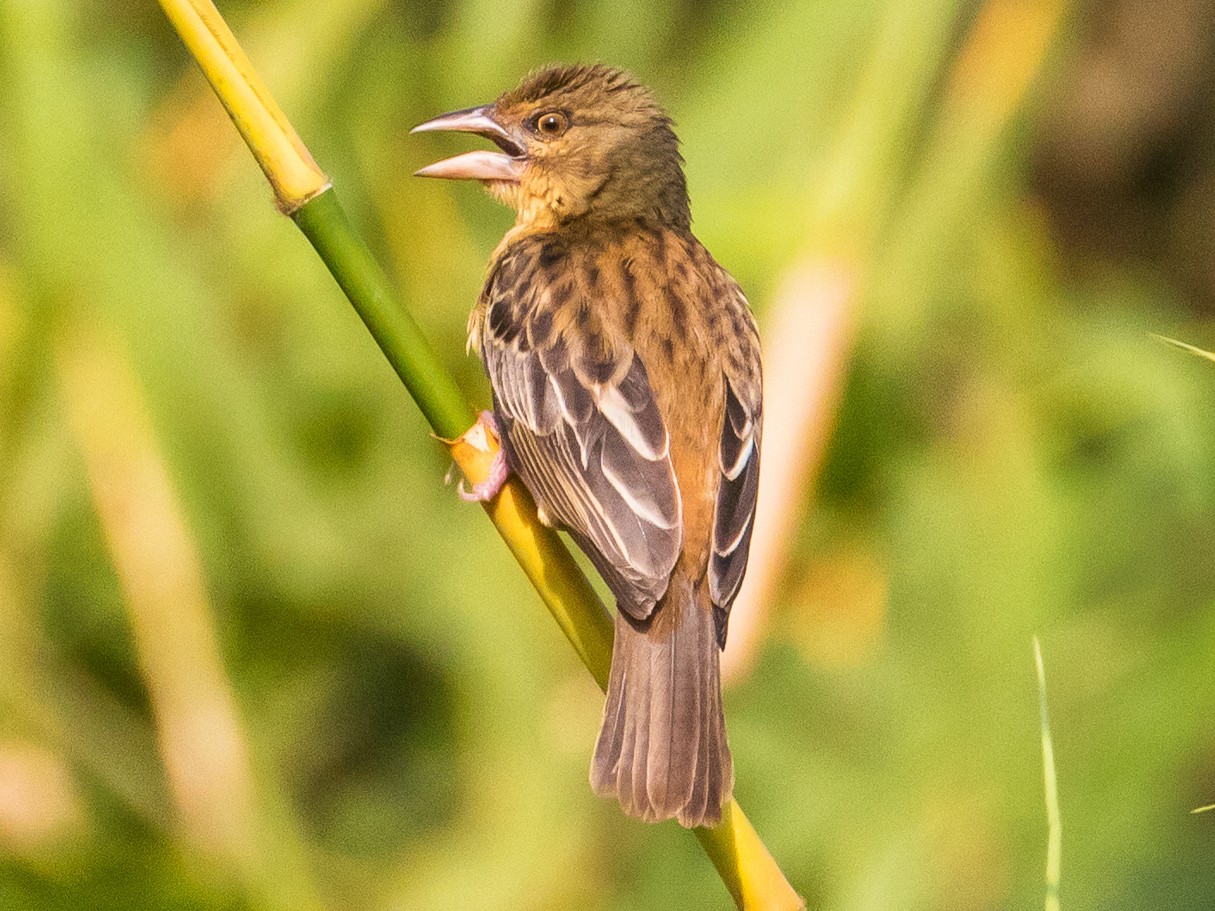 Chestnut-and-black Weaver - eBird