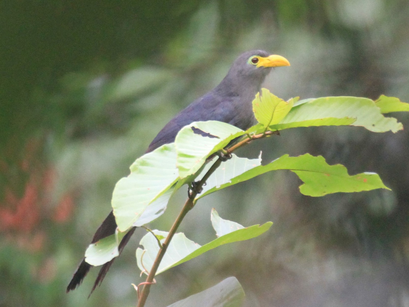 Blue Malkoha - eBird