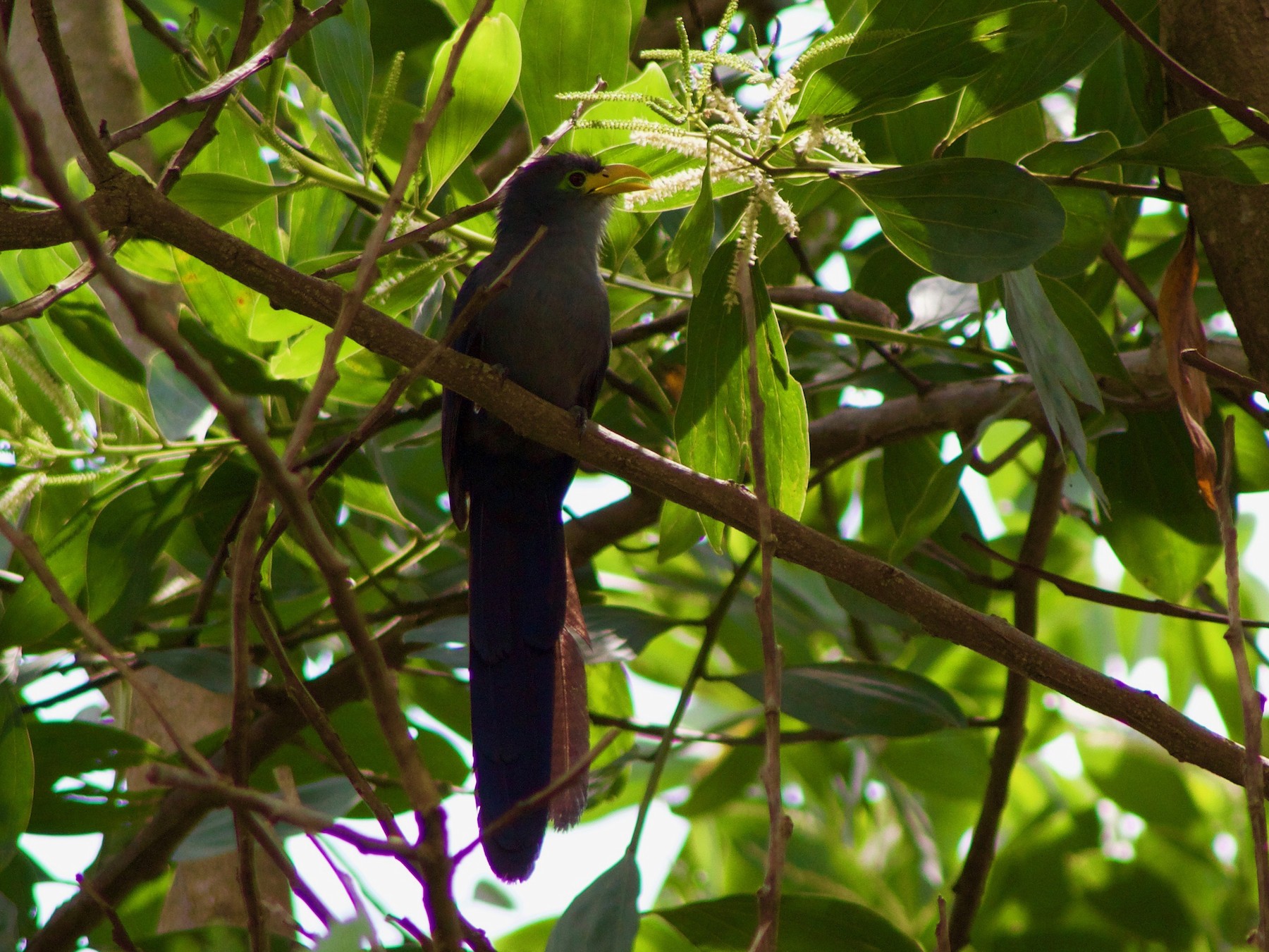 Blue Malkoha - eBird