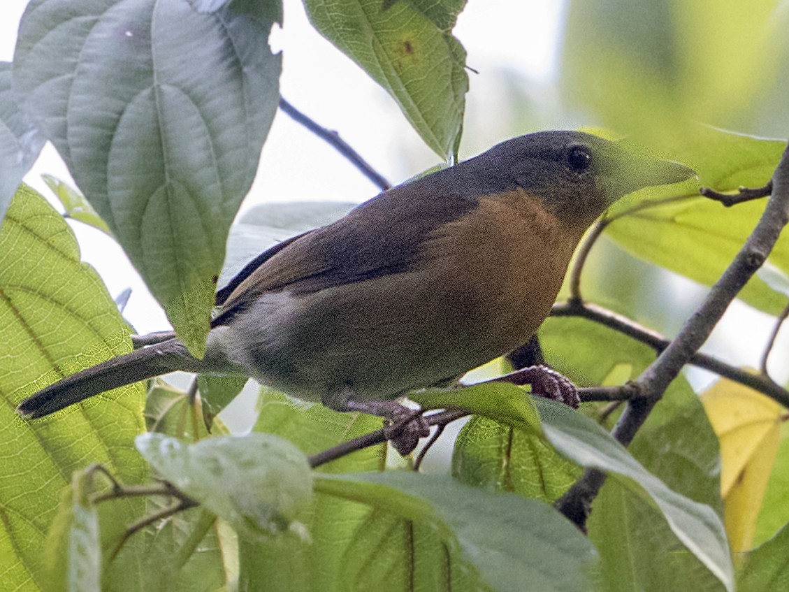 Pink-footed Puffback - eBird