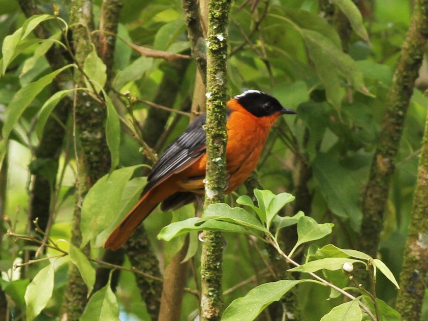 Snowy-crowned Robin-Chat - eBird