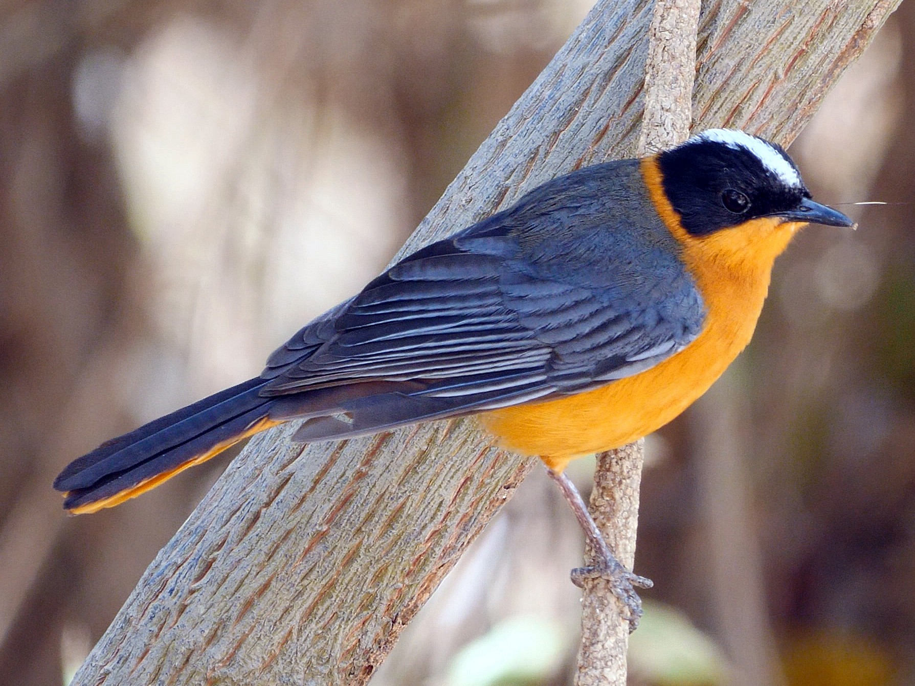 Snowy-crowned Robin-Chat - eBird