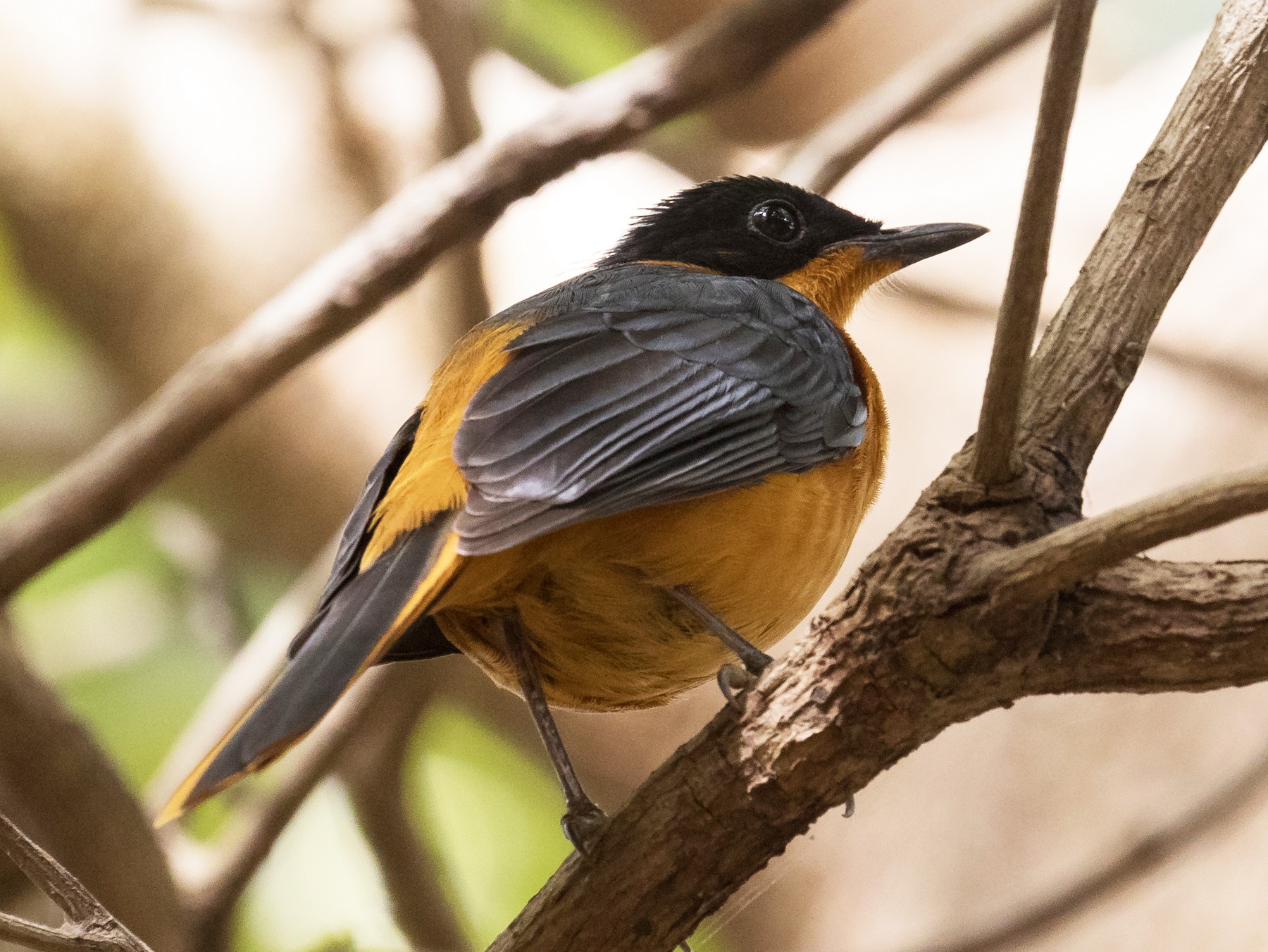 Snowy-crowned Robin-Chat - eBird