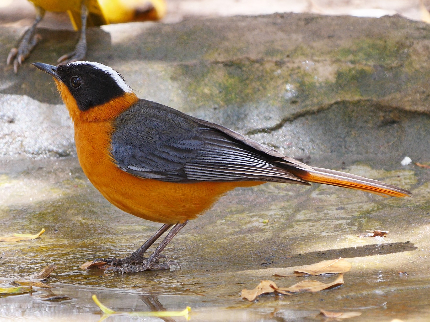 Snowy-crowned Robin-Chat - eBird