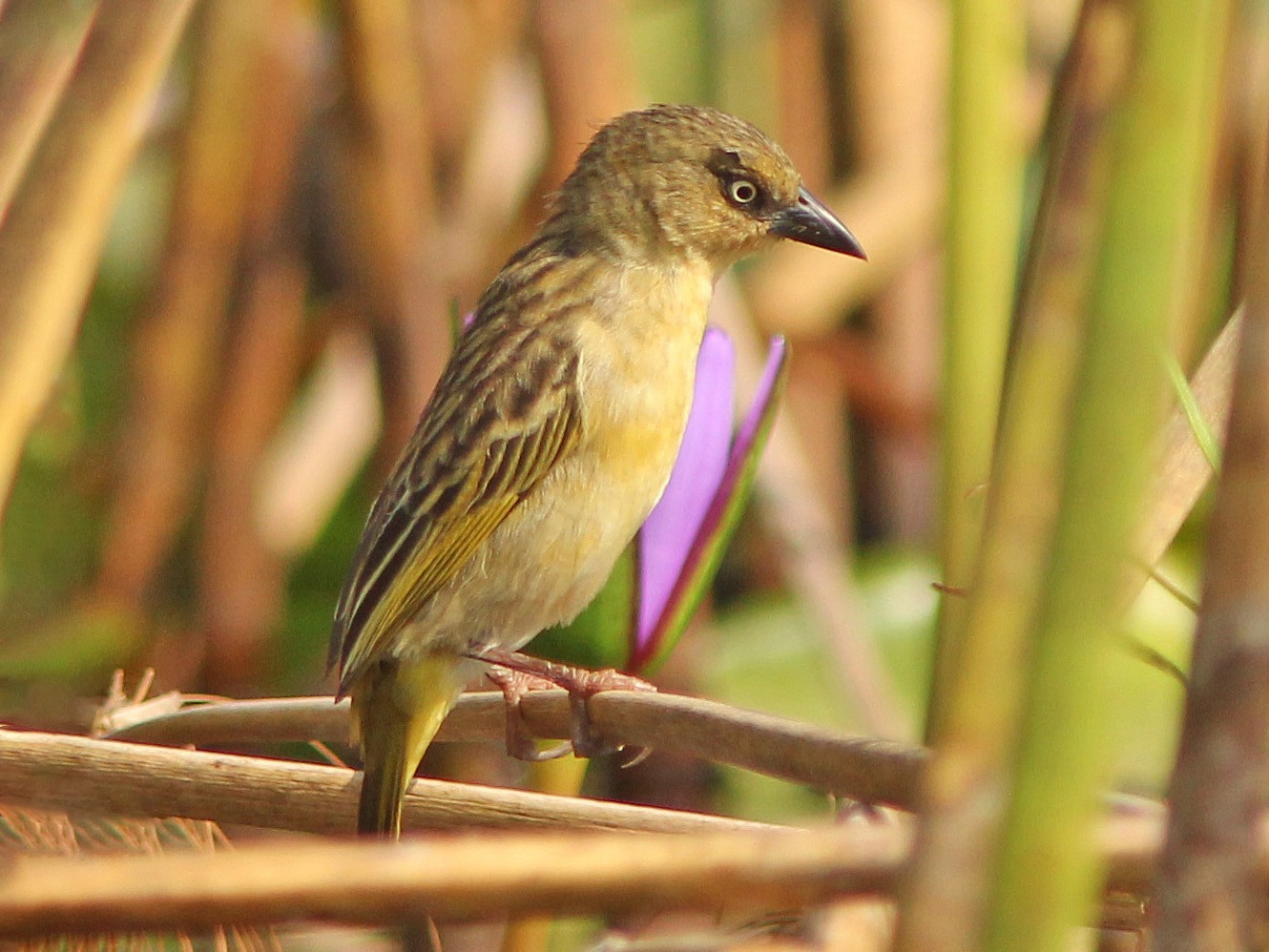 Northern Brown-throated Weaver - eBird