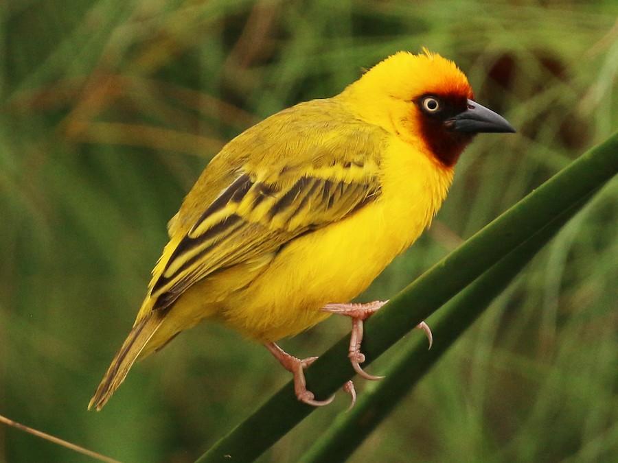 Northern Brown-throated Weaver - eBird