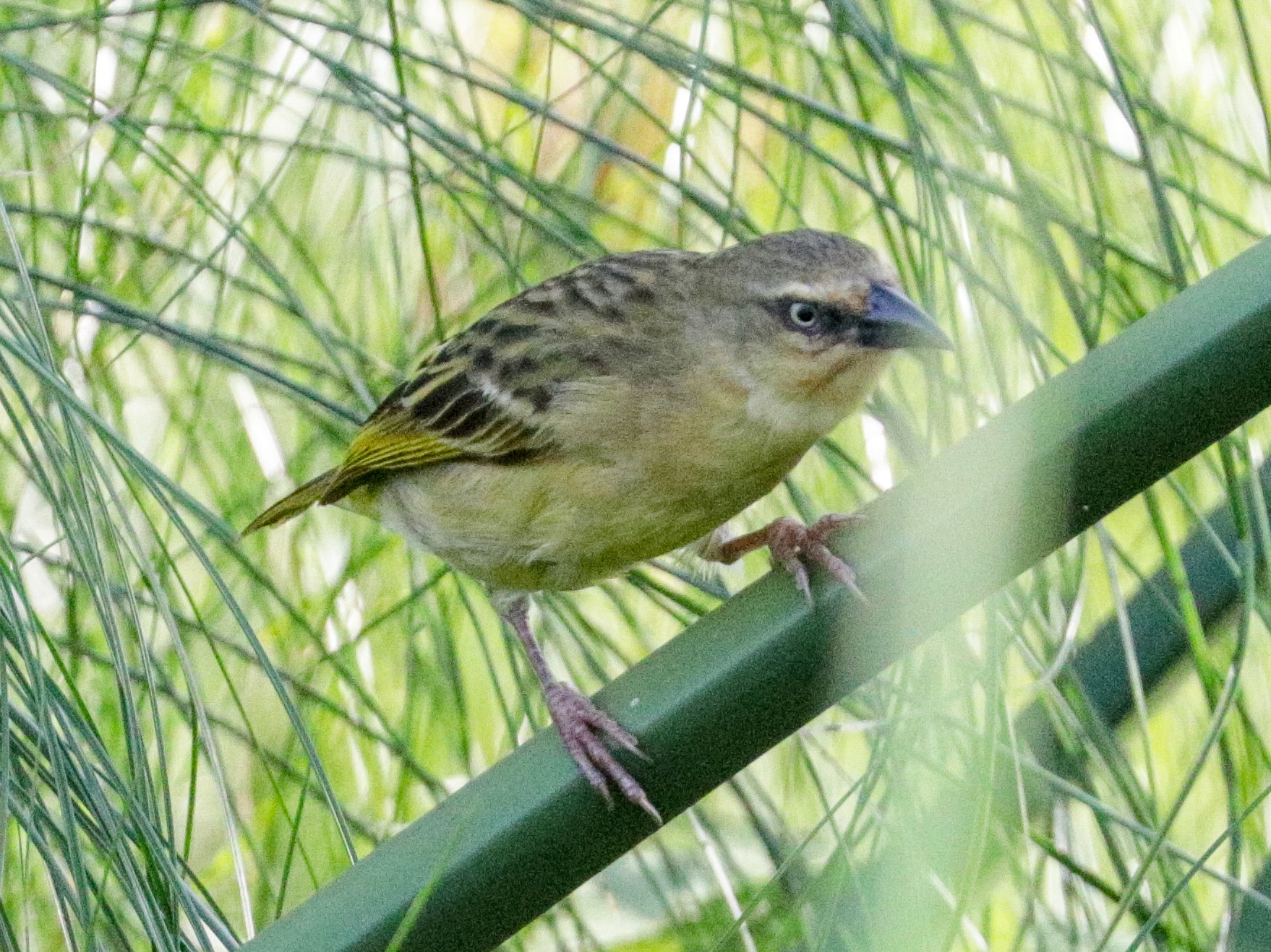 Northern Brown-throated Weaver - eBird