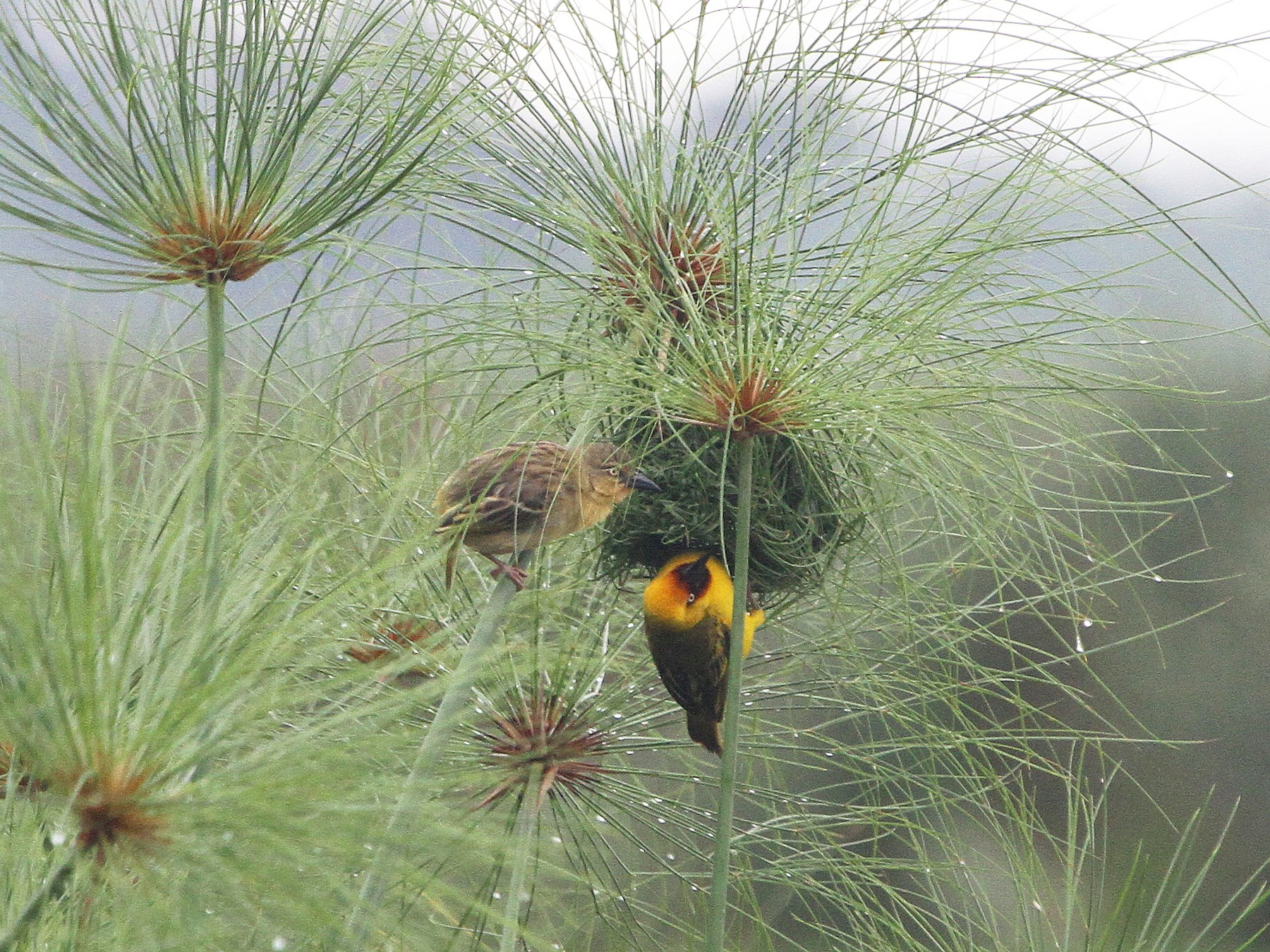 Northern Brown-throated Weaver - eBird