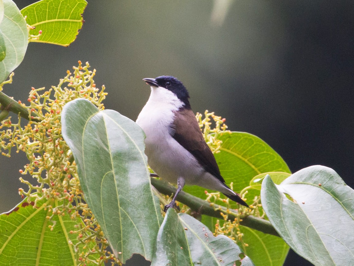 White-breasted Nigrita - eBird