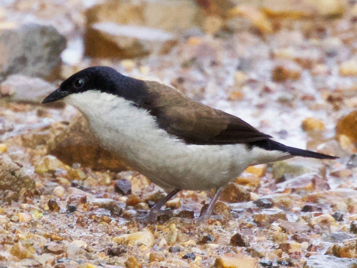 White-breasted Nigrita - eBird