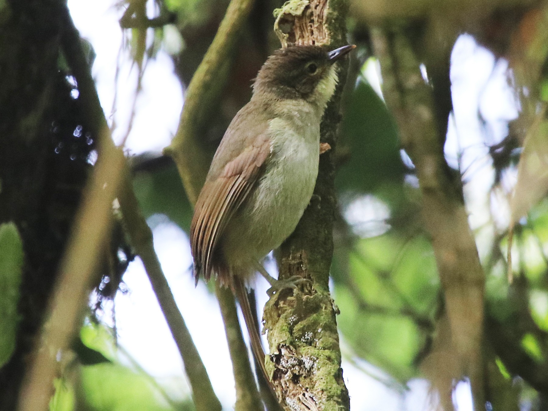 Cabanis's Greenbul - eBird