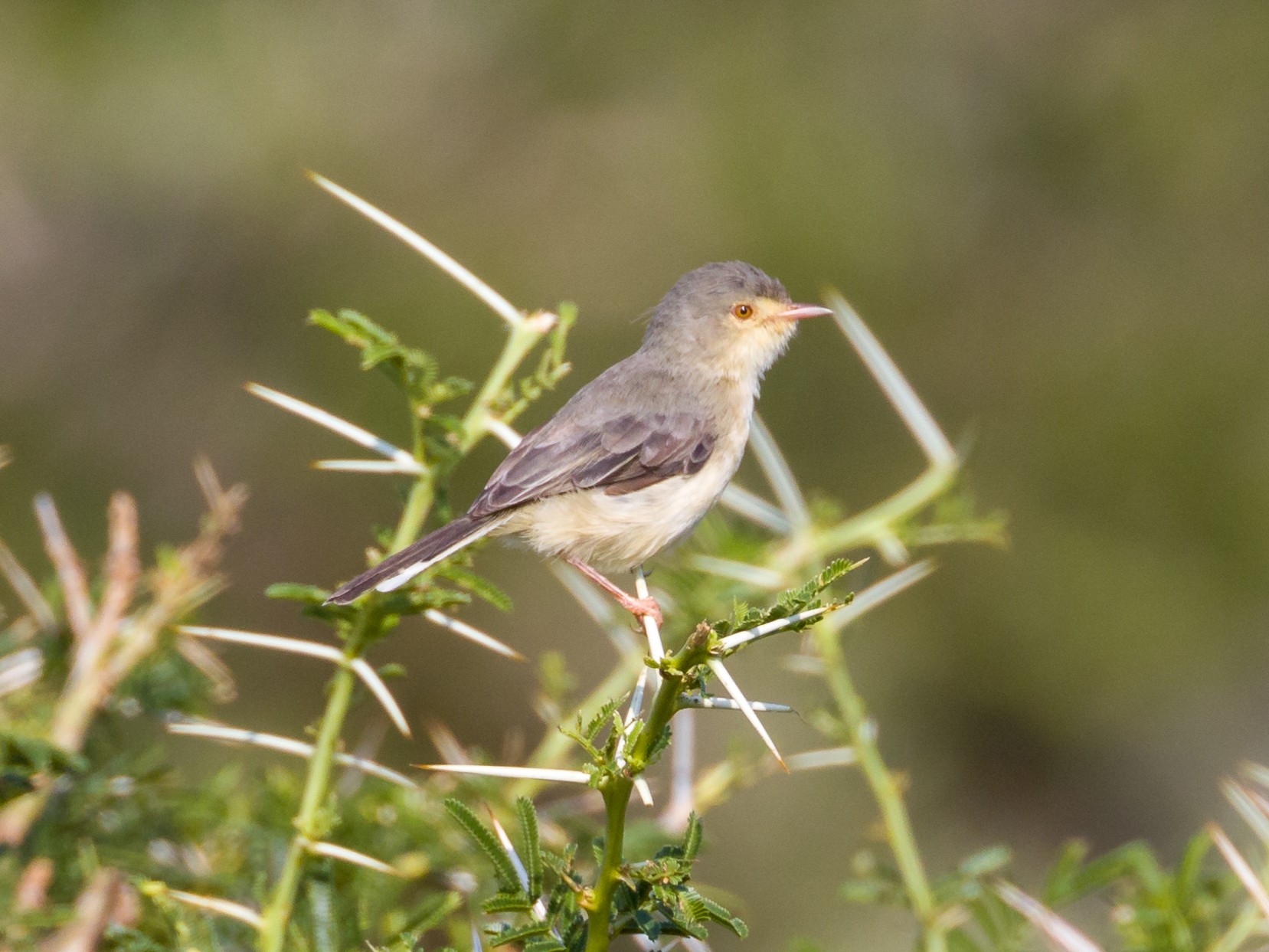 Buff-bellied Warbler - eBird