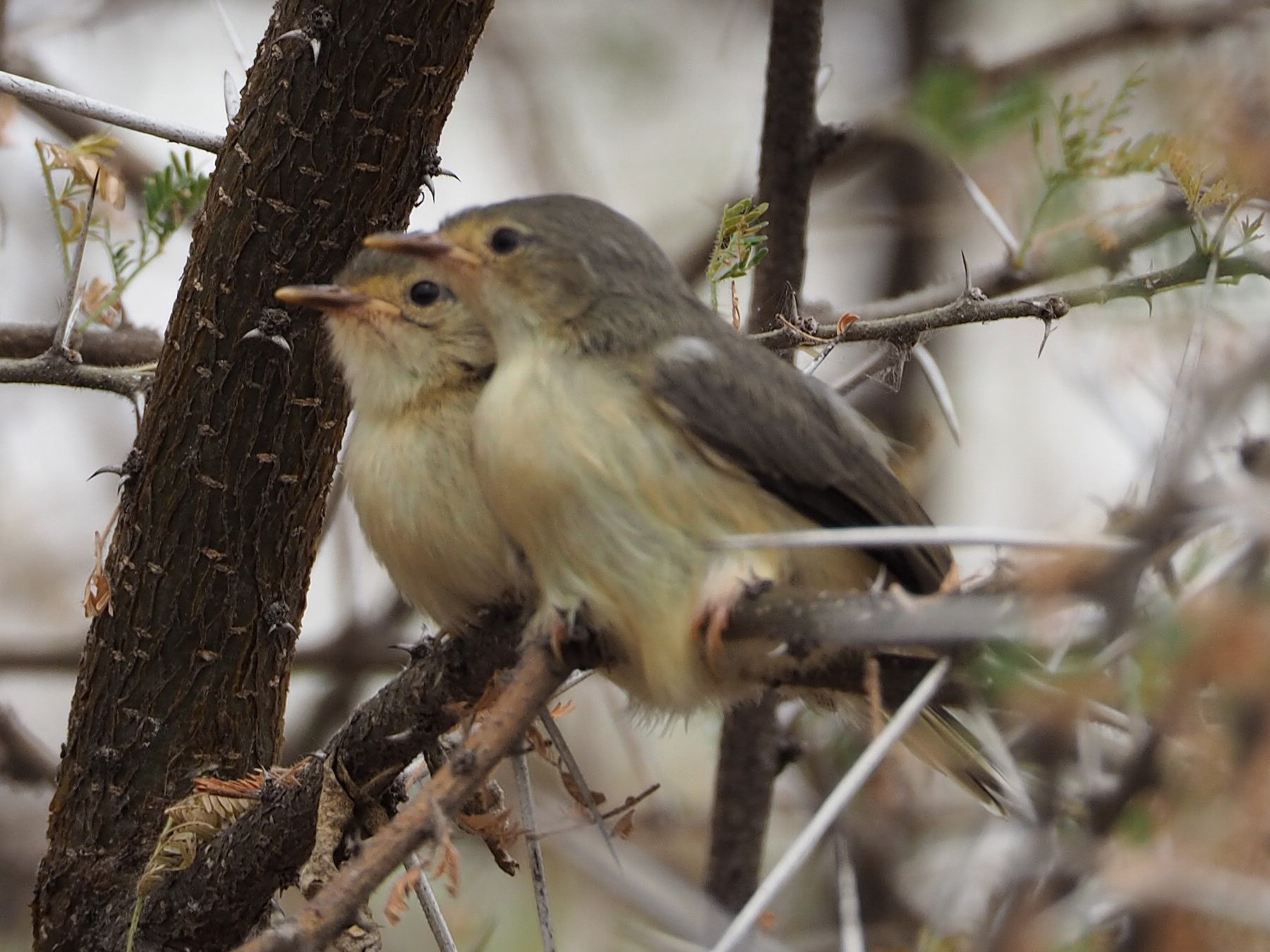 Buff-bellied Warbler - eBird