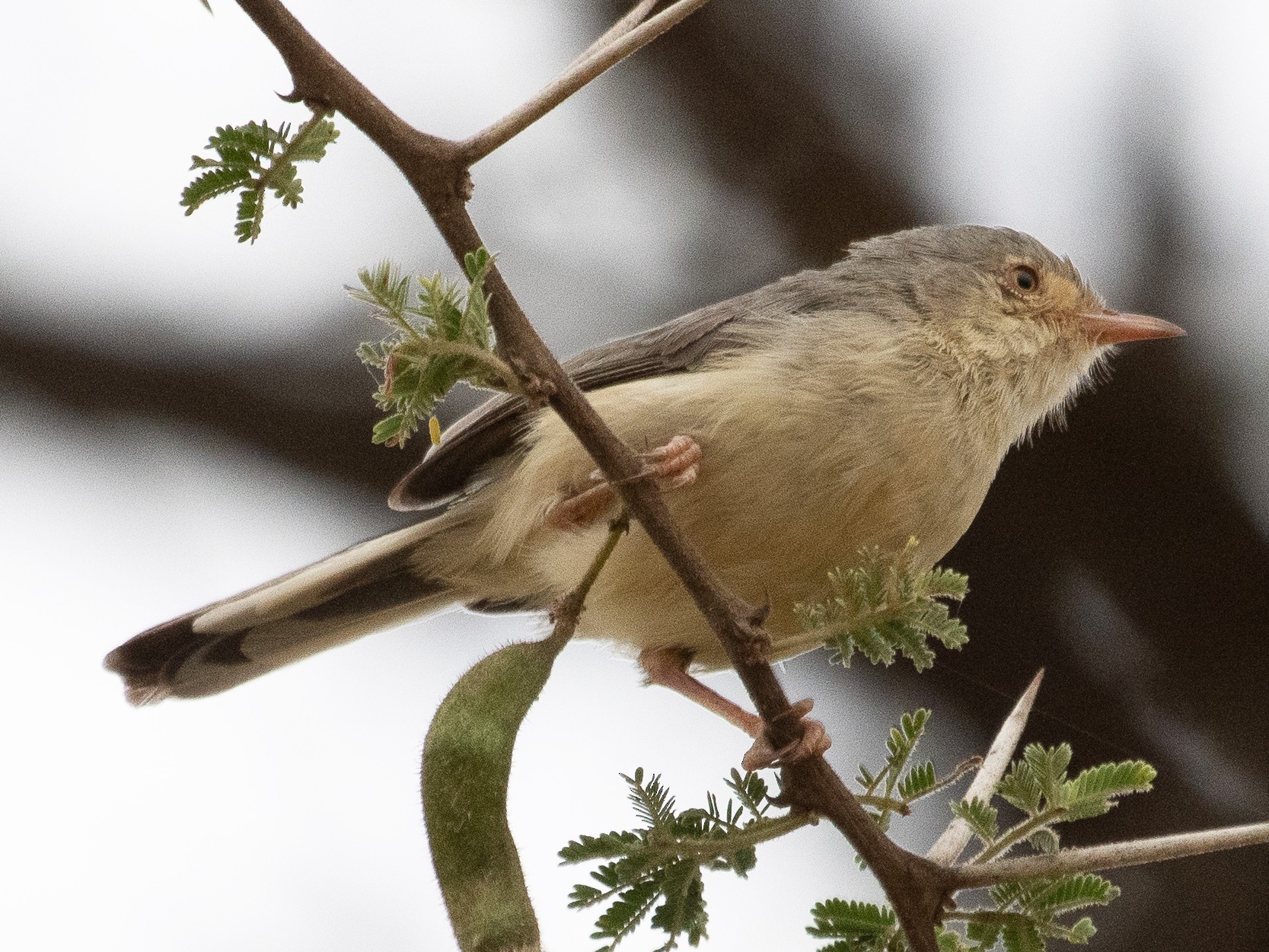 Buff-bellied Warbler - eBird
