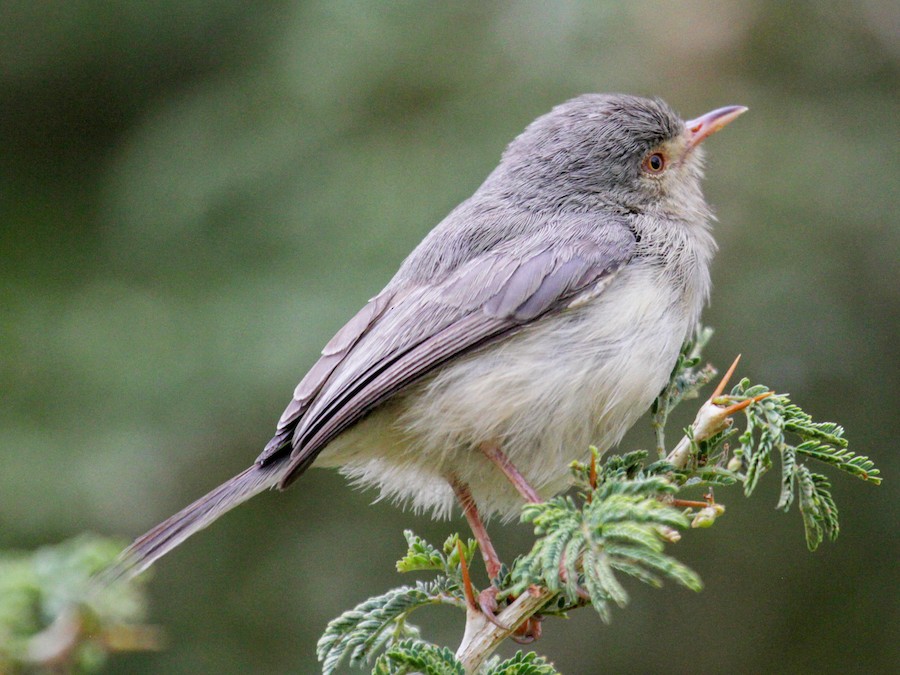 Buff-bellied Warbler - eBird