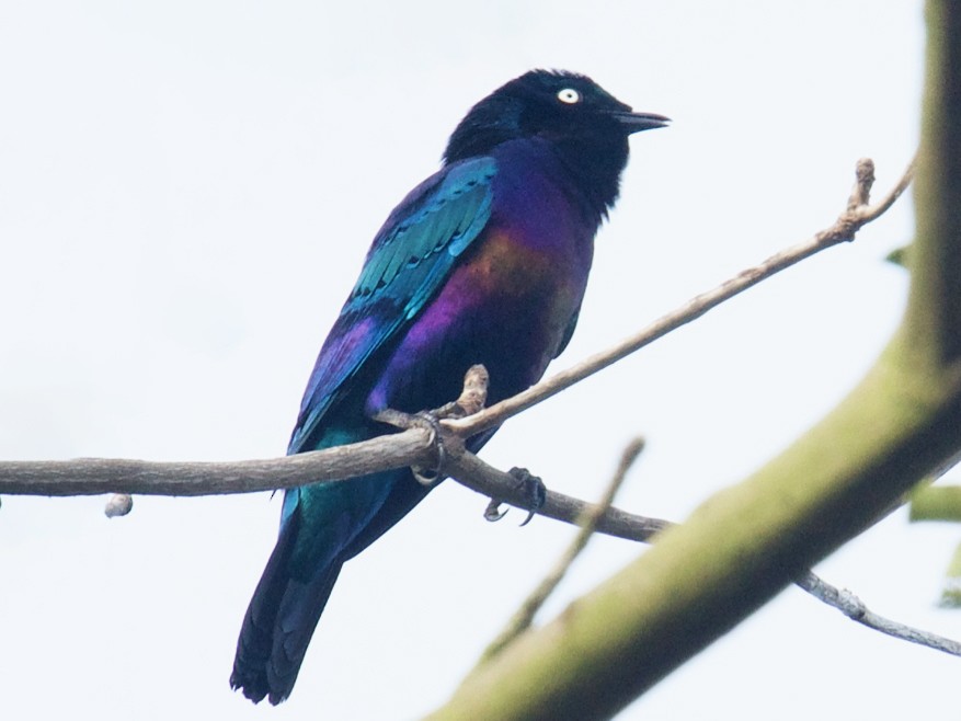 Splendid Starling - eBird